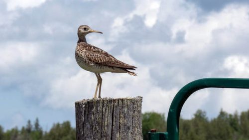 Al Potvin Observation Tower a view of migration masterpiece - West ...